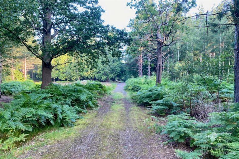 Spruce Forest Shoot Location | Fresh Locations